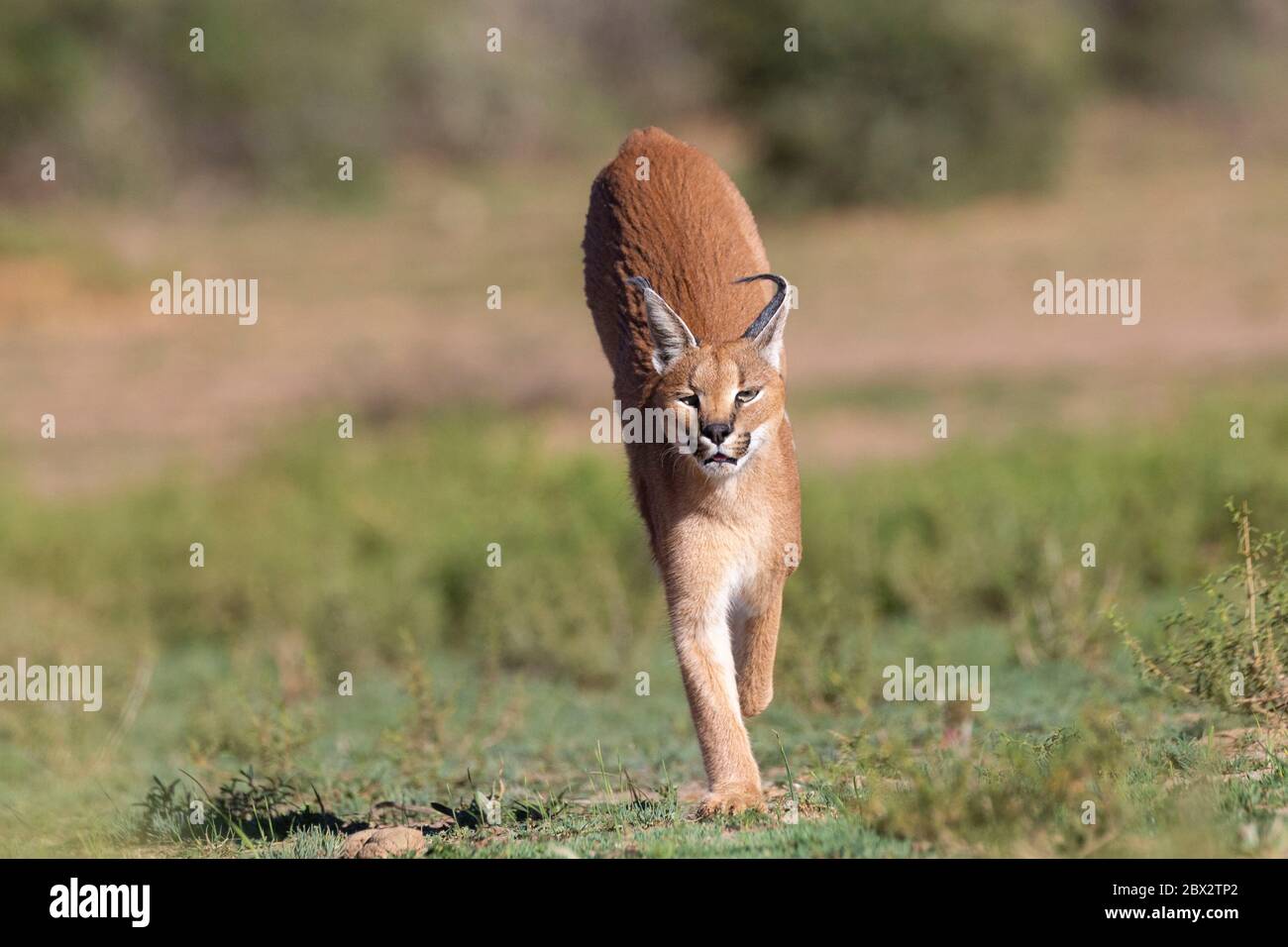 Namibia, Private reserve, Caracal (Caracal caracal), present in Africa ...