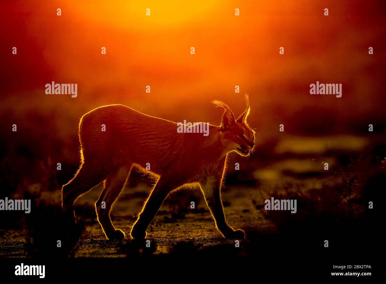 Namibia, Private reserve, Caracal (Caracal caracal), present in Africa ...