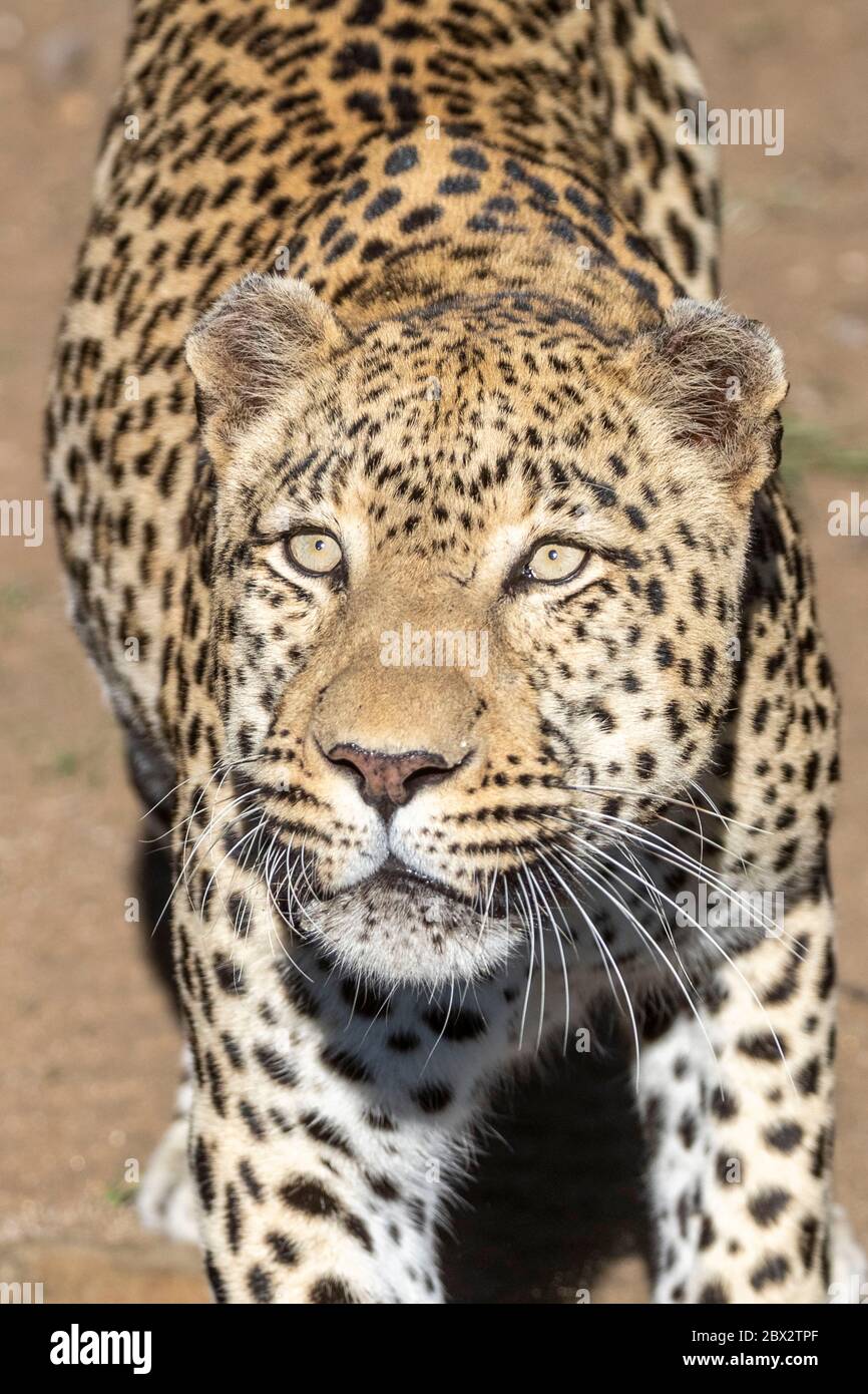 Namibia, Private reserve, Animal under controlled conditions, African ...