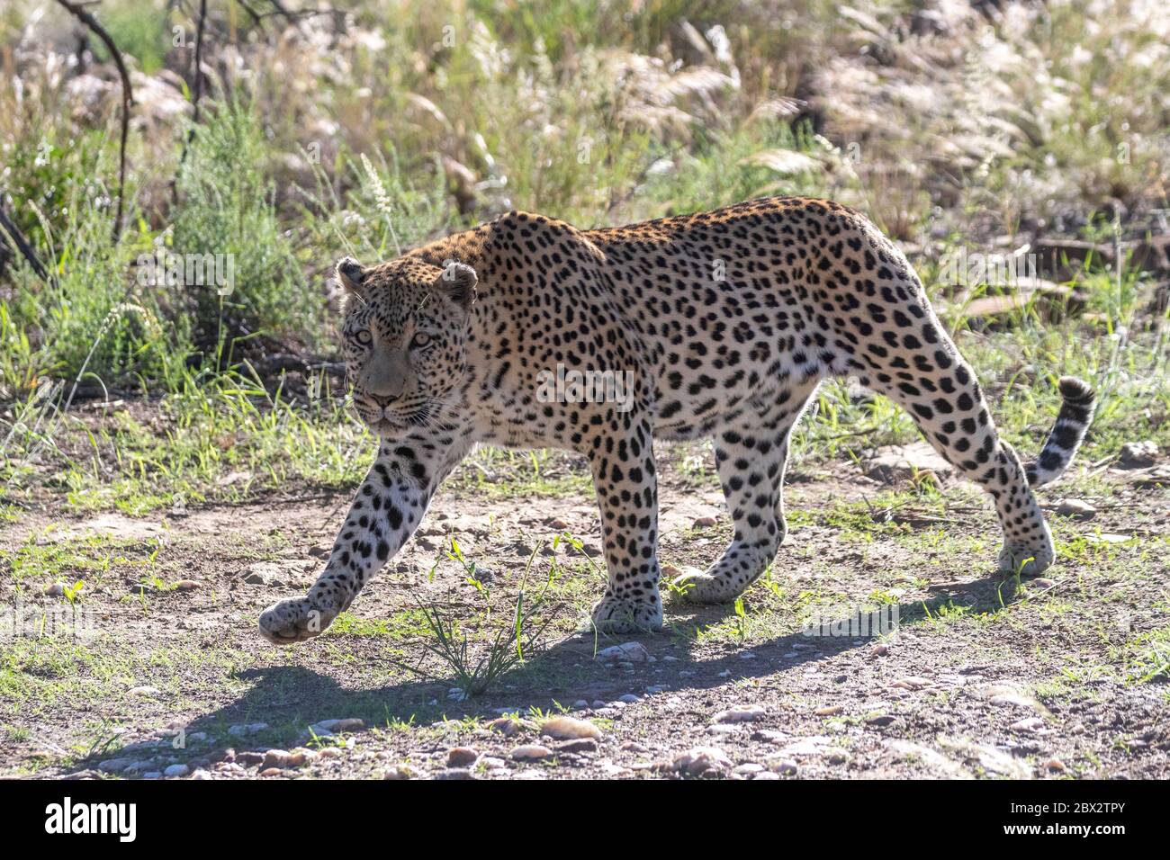 Namibia, Private reserve, Animal under controlled conditions, African ...