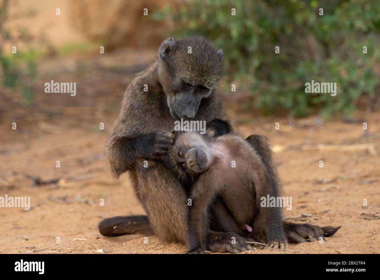 Namibia, Private Reserve, Chacma or Chacma Baboon (Papio ursinus ...