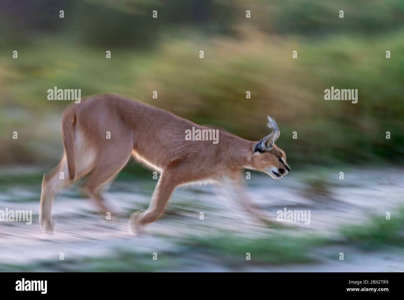 Namibia, Private reserve, Caracal (Caracal caracal), present in Africa ...