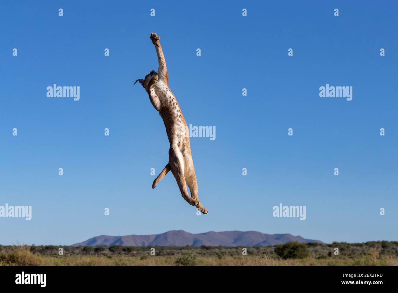 Namibia, Private reserve, Caracal (Caracal caracal), present in Africa ...