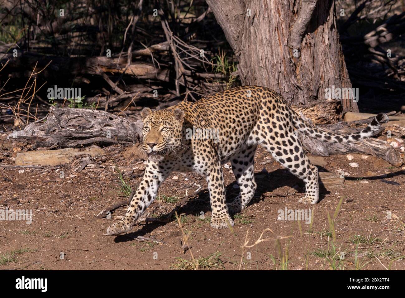Namibia, Private reserve, Animal under controlled conditions, African ...