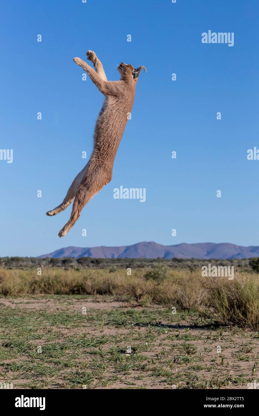 Caracal jumping hi-res stock photography and images - Alamy