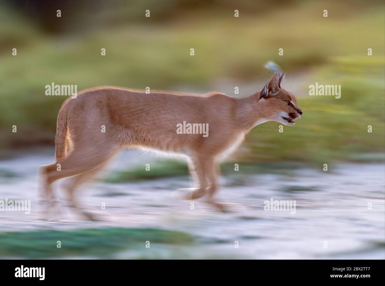 Namibia, Private reserve, Caracal (Caracal caracal), present in Africa ...