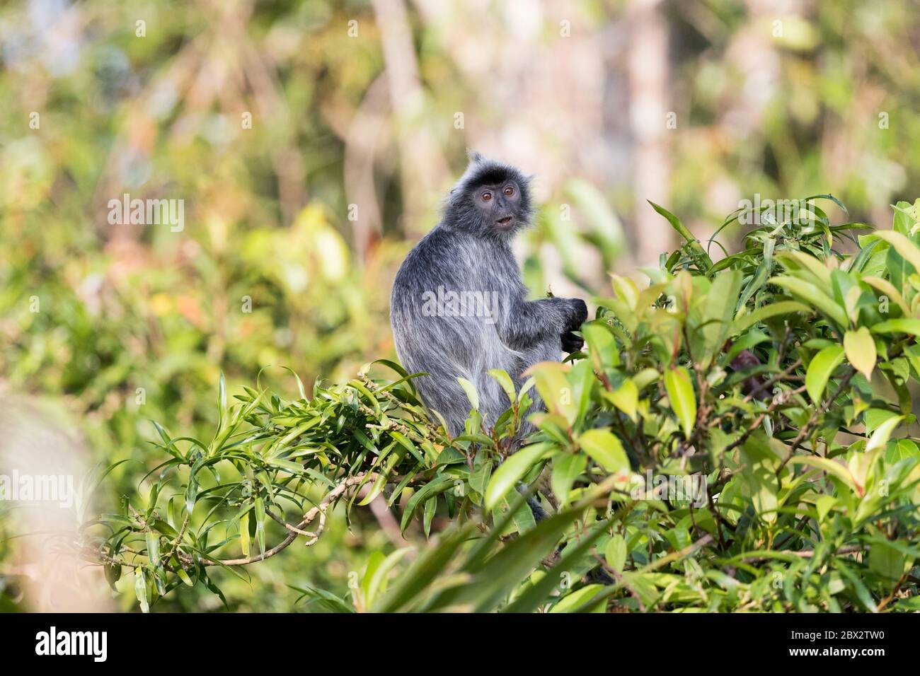 Silver langur hi-res stock photography and images - Alamy
