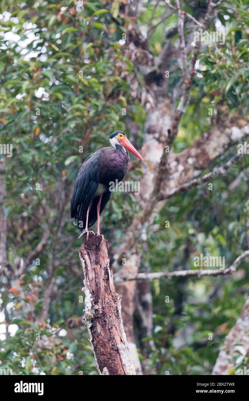 Indonesia, Borneo, Kalimantan, Tanjung Puting National Park, Storm ...