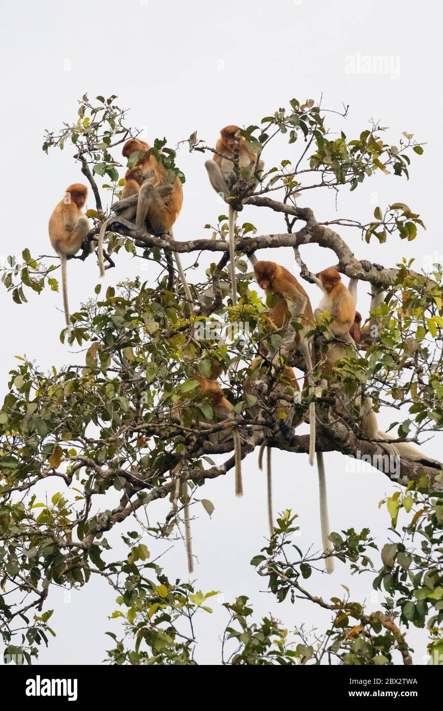 Monkey Gathering High Resolution Stock Photography and Images - Alamy