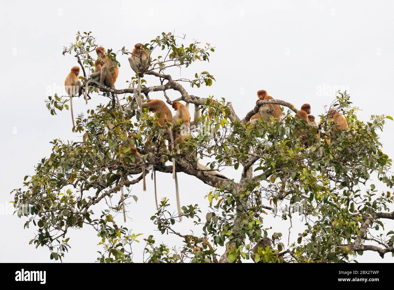 Monkey Gathering High Resolution Stock Photography and Images - Alamy