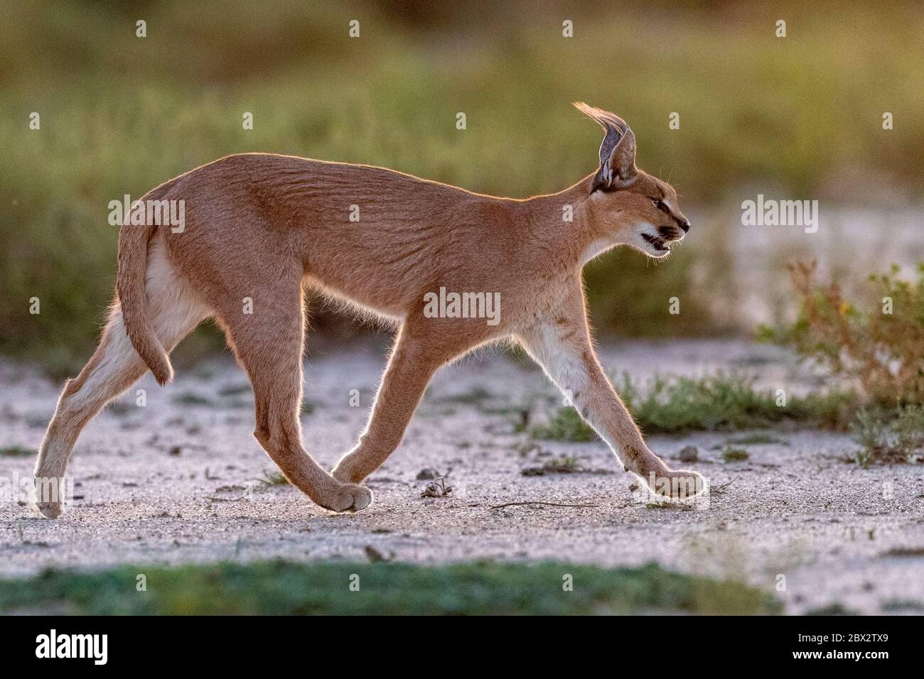 Namibia, Private reserve, Caracal (Caracal caracal), present in Africa ...