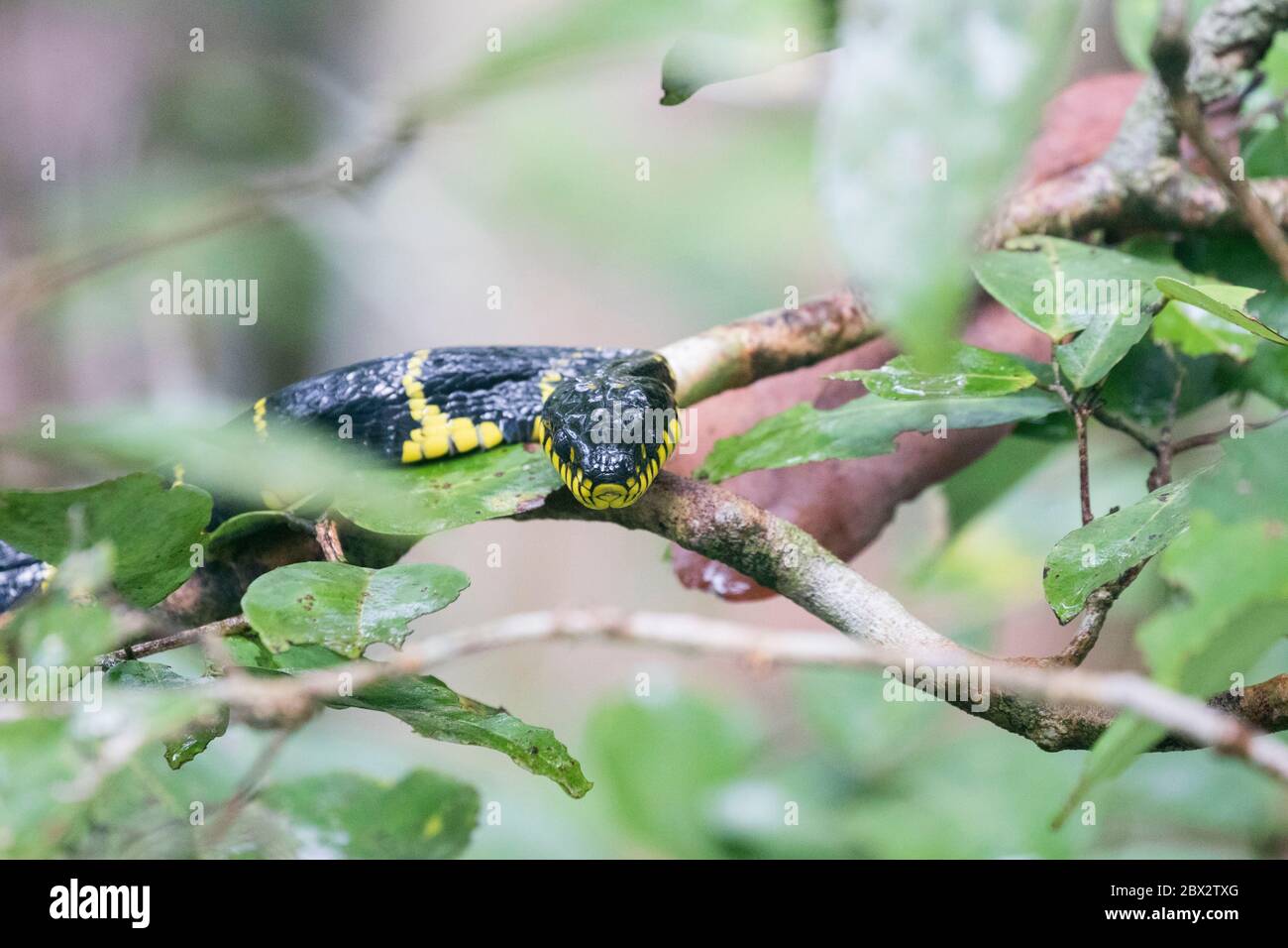 Indonesia, Borneo, Kalimantan, Tanjung Puting National Park, Snake ...