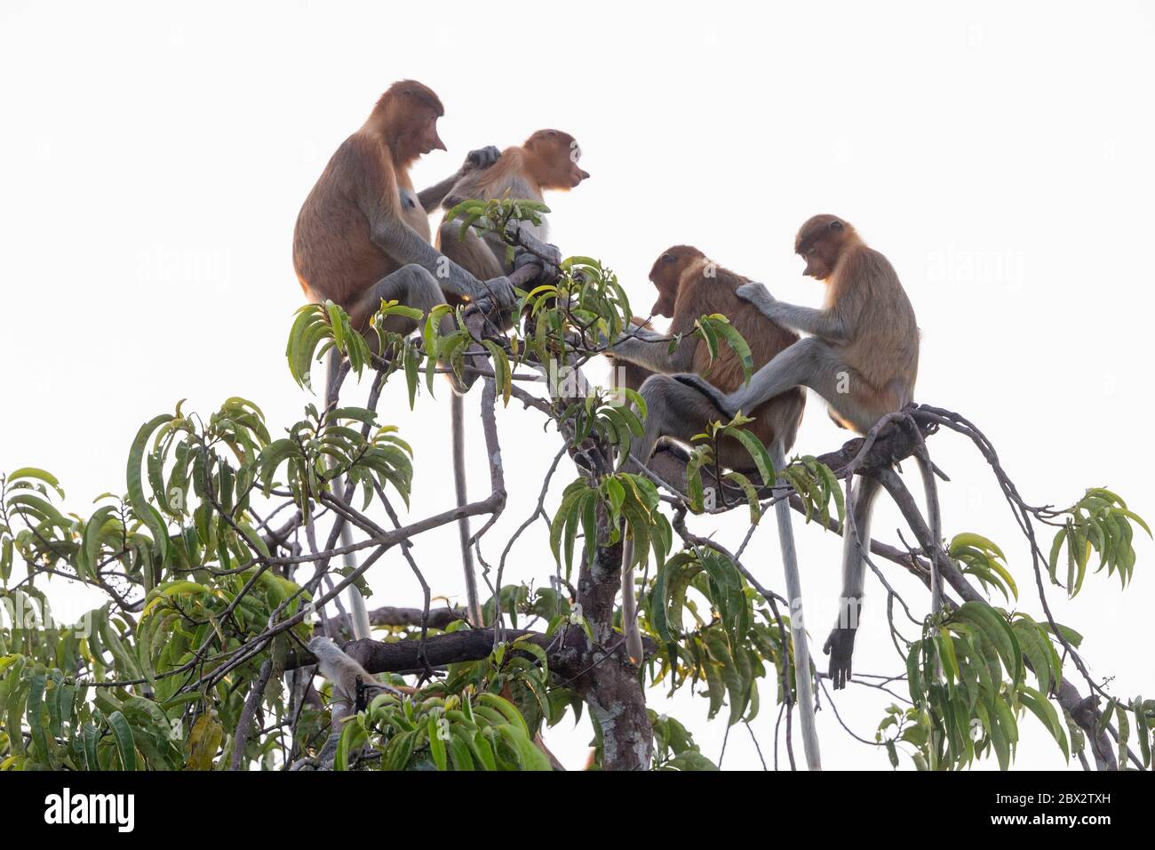 Monkey gathering hi-res stock photography and images - Alamy
