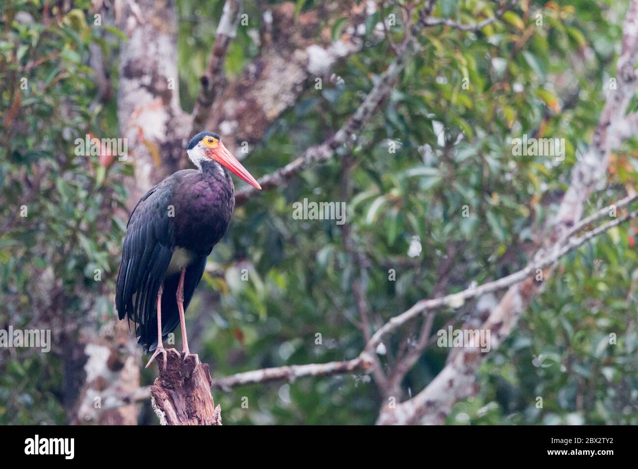 Indonesia, Borneo, Kalimantan, Tanjung Puting National Park, Storm ...