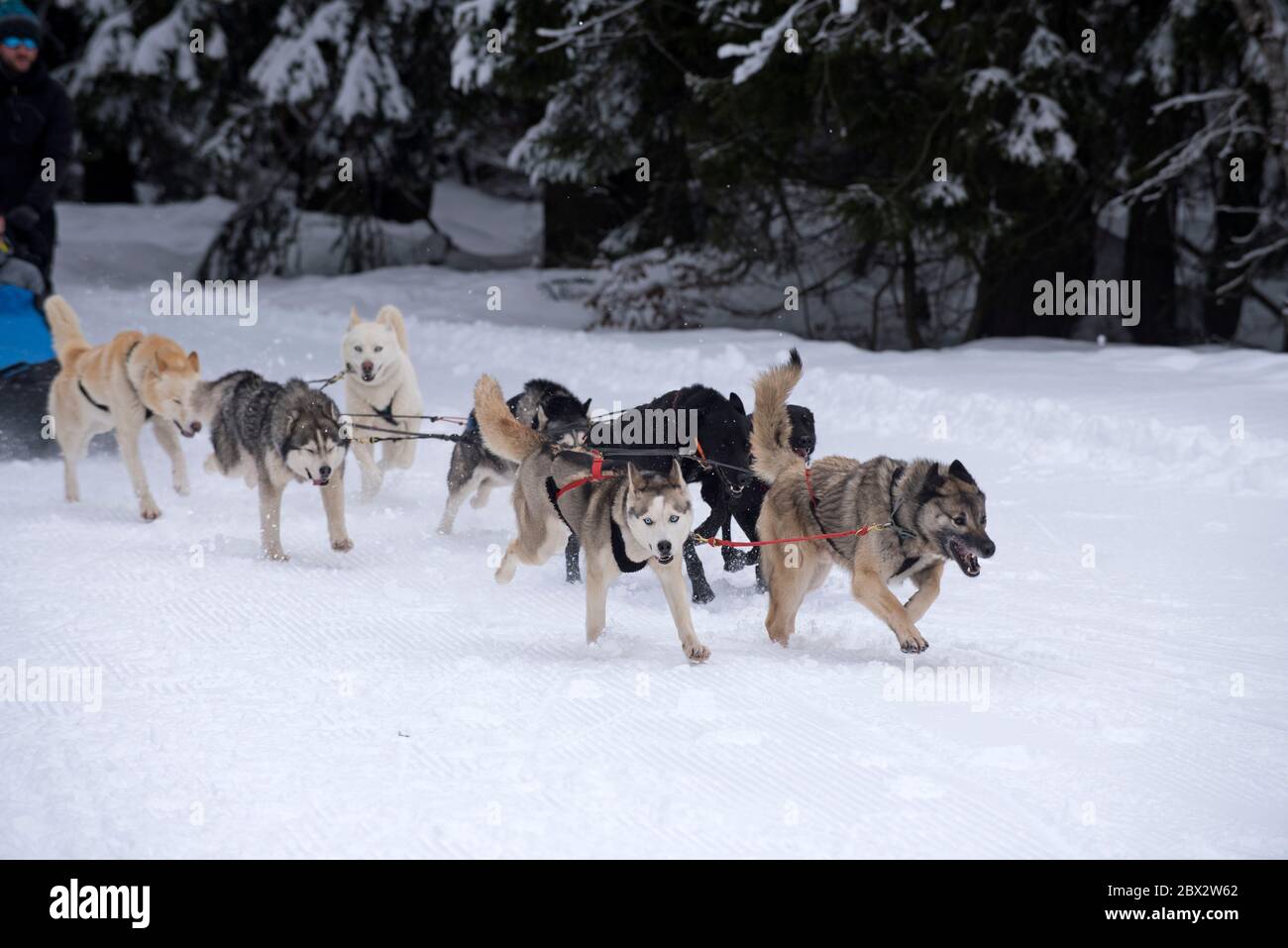 France, Haute Savoie, Alps, mushing with sled dogs Stock Photo - Alamy
