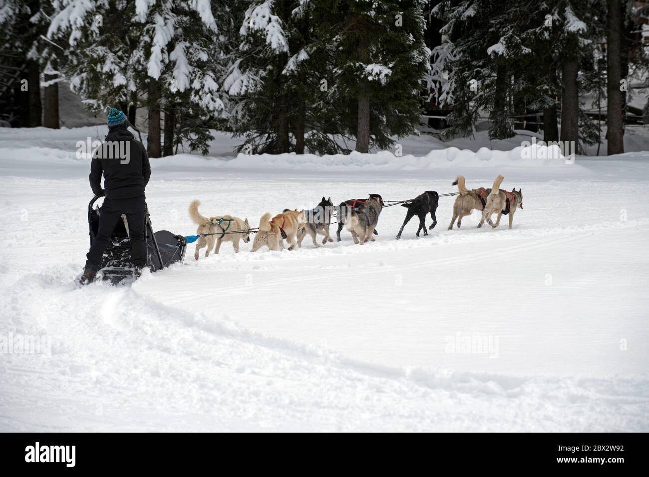 France, Haute Savoie, Alps, mushing with sled dogs Stock Photo - Alamy