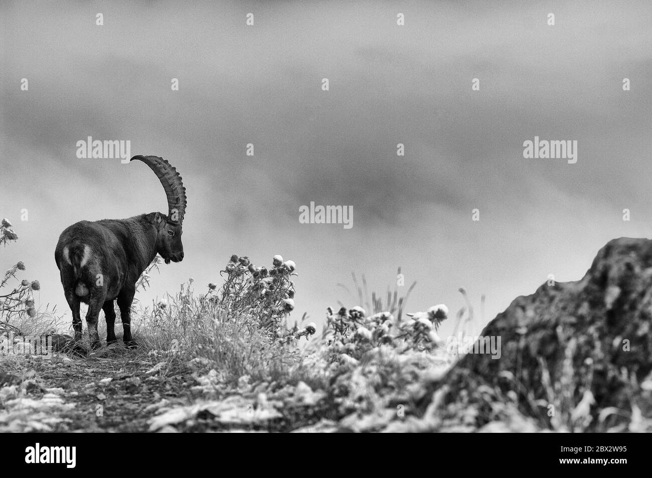 Alpine Ibex Black and White Stock Photos & Images - Alamy