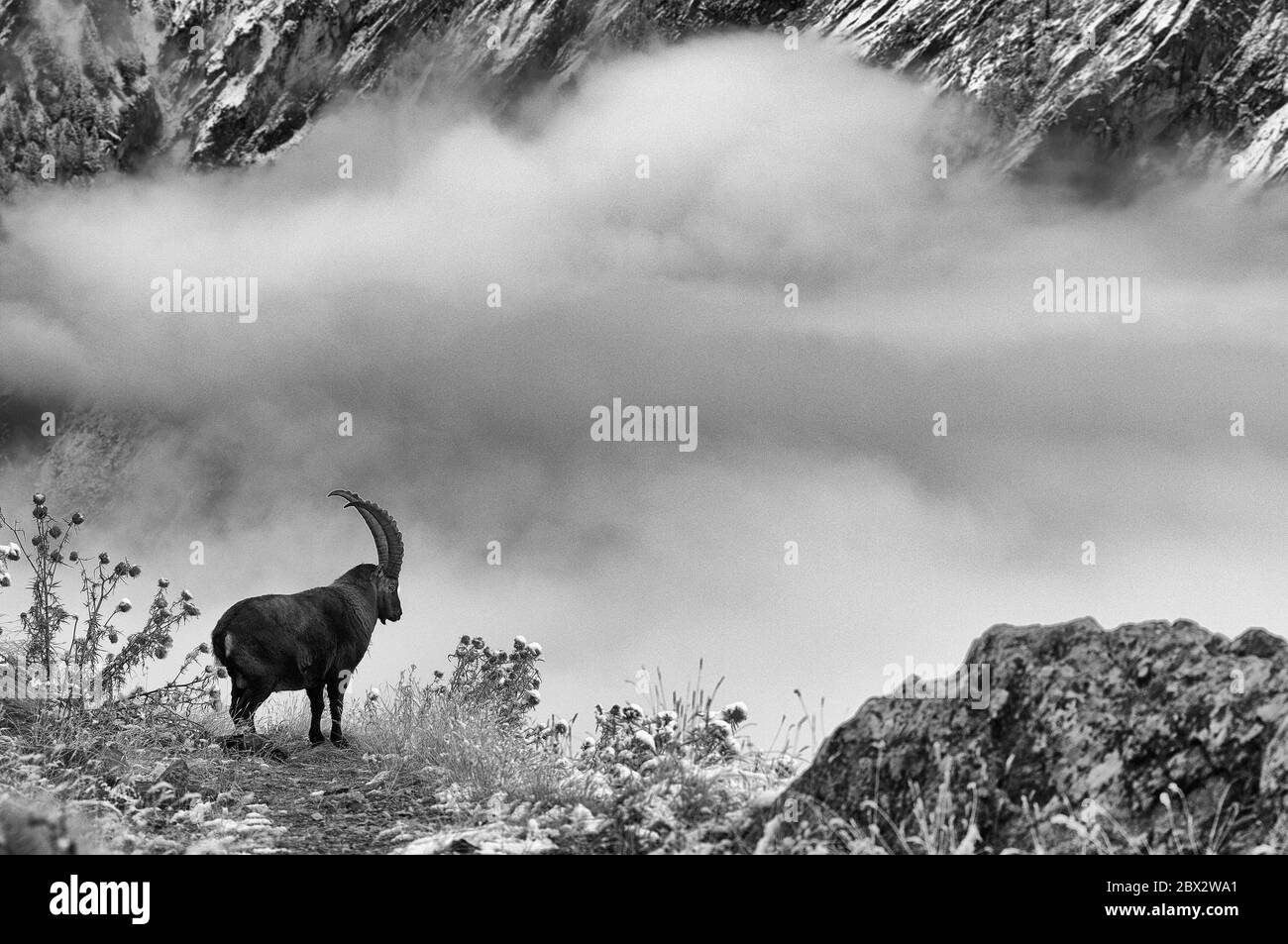 Alpine Ibex Black and White Stock Photos & Images - Alamy