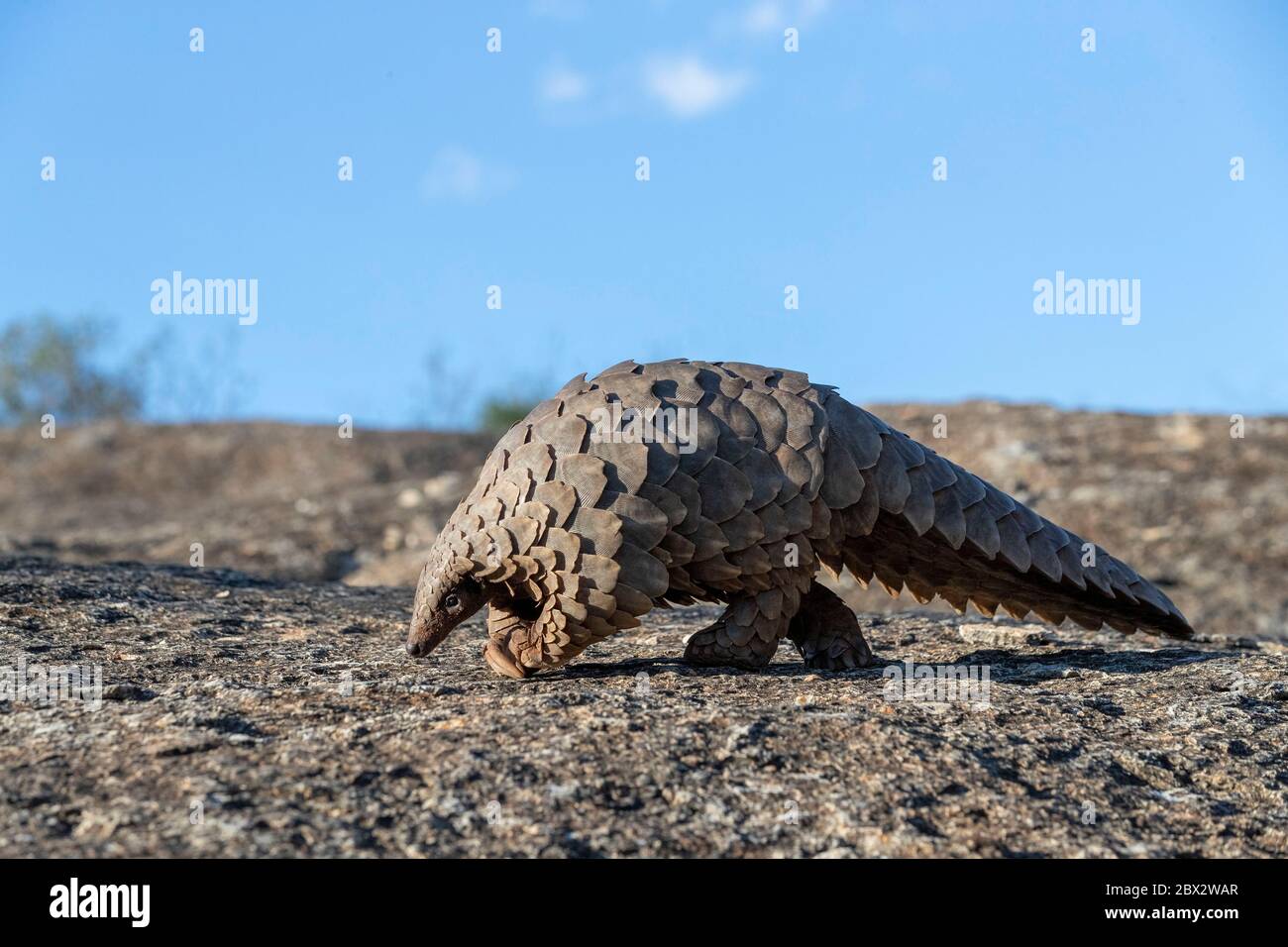 Pangolin hi-res stock photography and images - Alamy