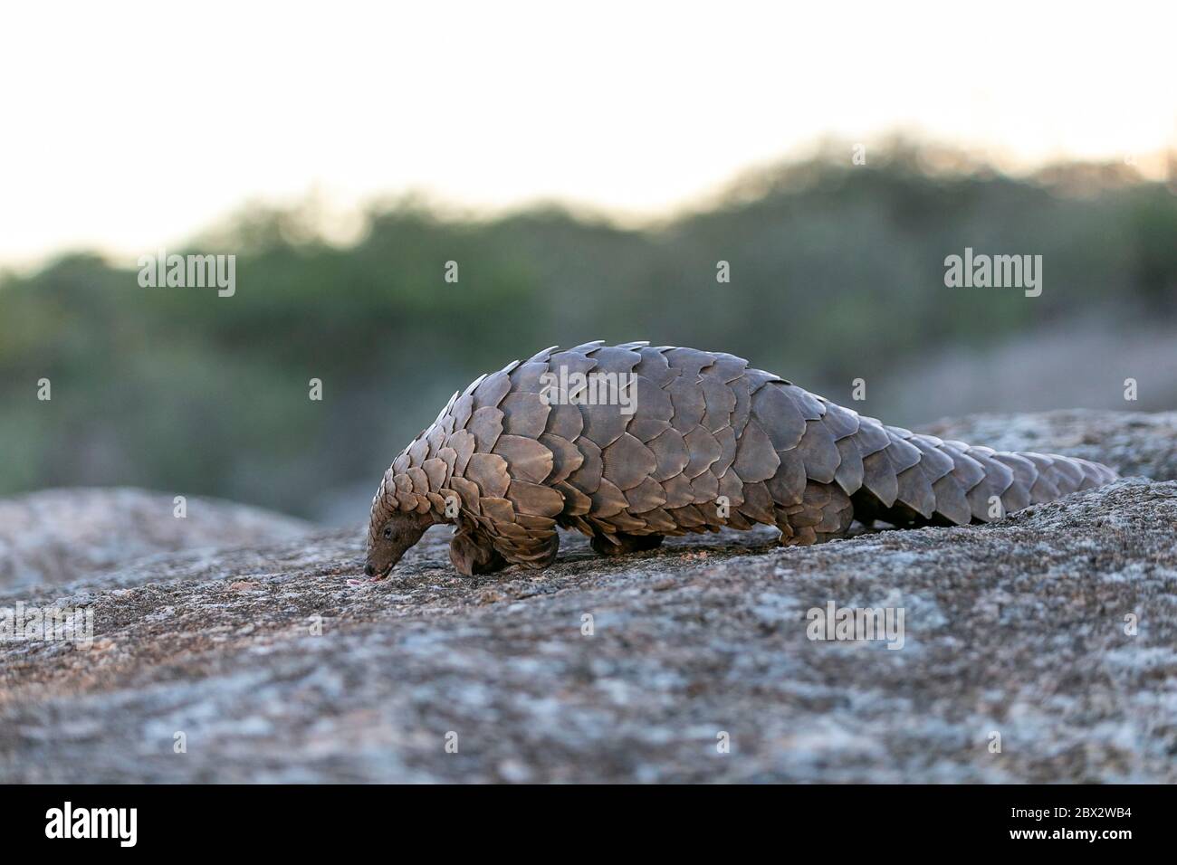 Namibia, Private Game Reserve, Temminck Pangolin or Cape Land Pangolin ...