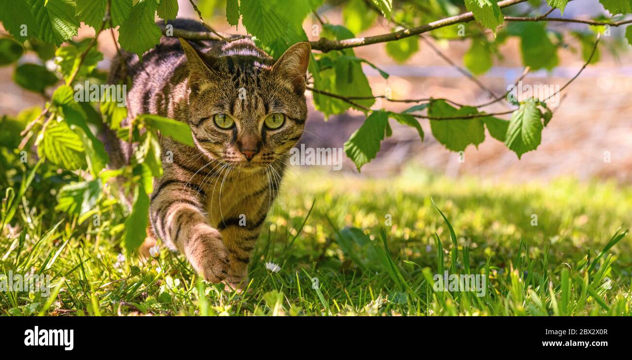 Young cat in the garden hi-res stock photography and images - Alamy