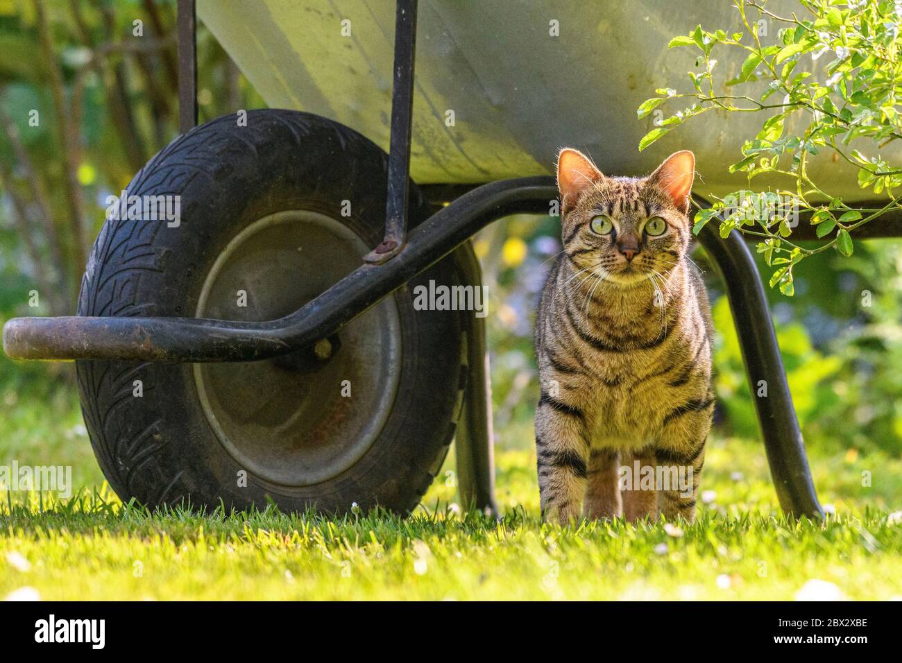 France, Somme (80), Crécy-en-Ponthieu, young cat in the garden Stock ...