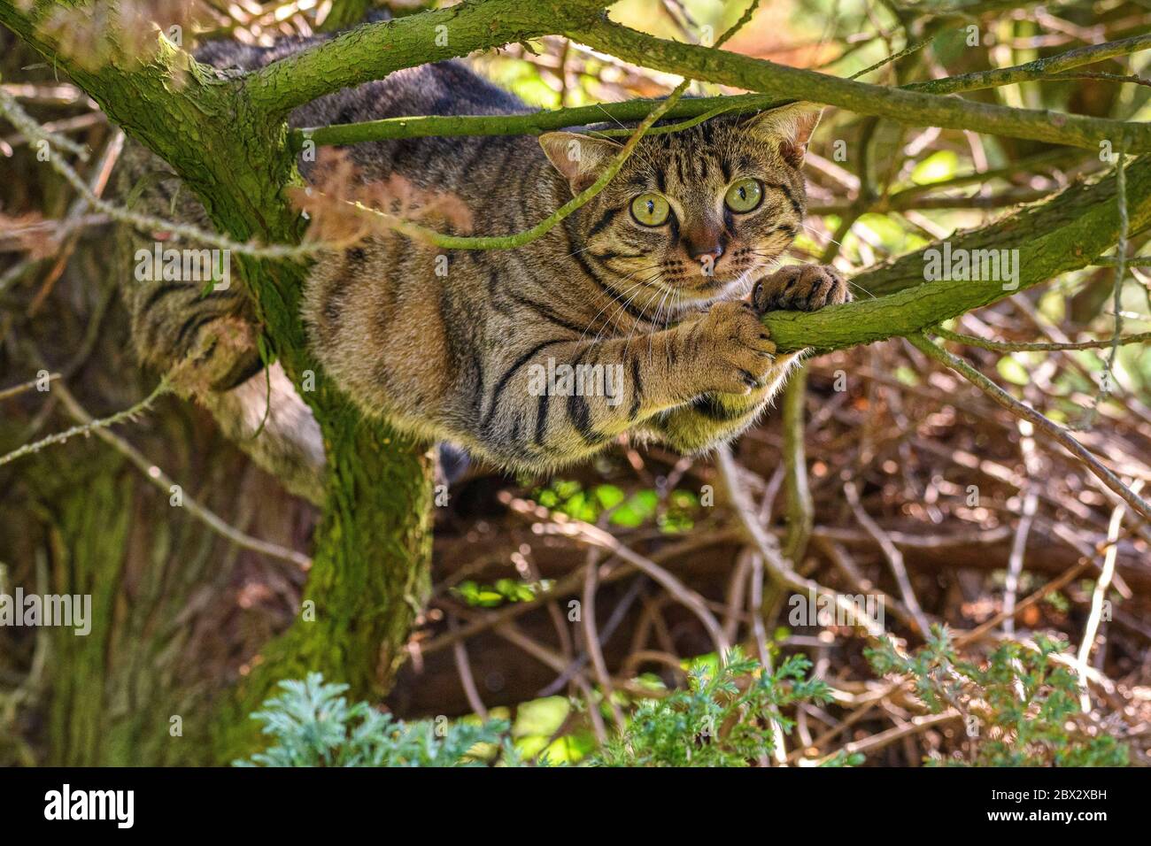 France, Somme (80), Crécy-en-Ponthieu, young cat in the garden climbed ...