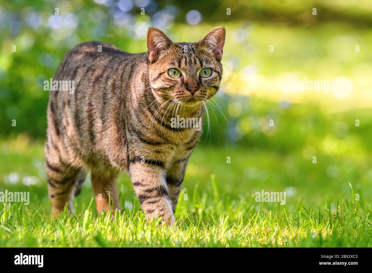 France, Somme (80), Crécy-en-Ponthieu, young cat in the garden Stock ...