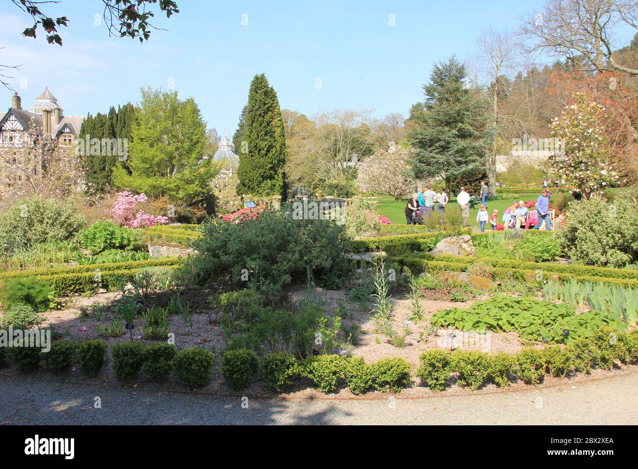 Bodnant Garden Magnolia High Resolution Stock Photography and Images ...