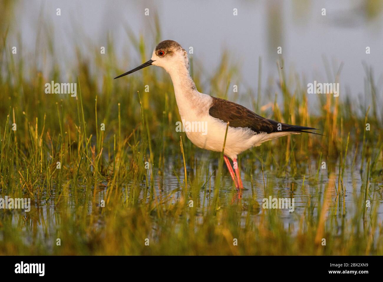 France, Somme (80), Baie de Somme, Le Crotoy, Marais du Crotoy, White ...