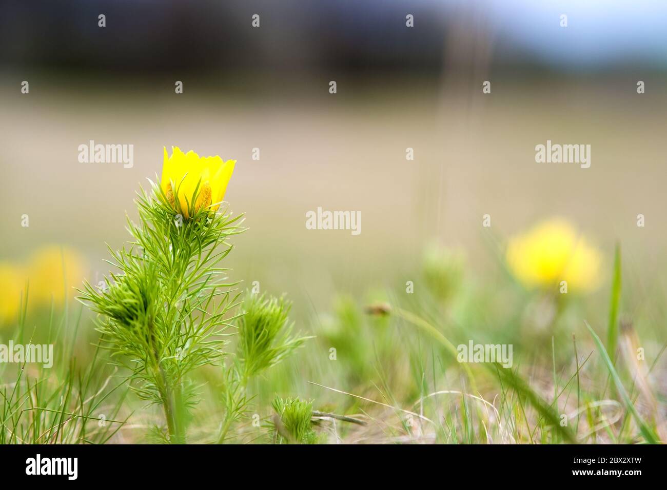 Close up of small yellow wild flower blooming in green spring field ...
