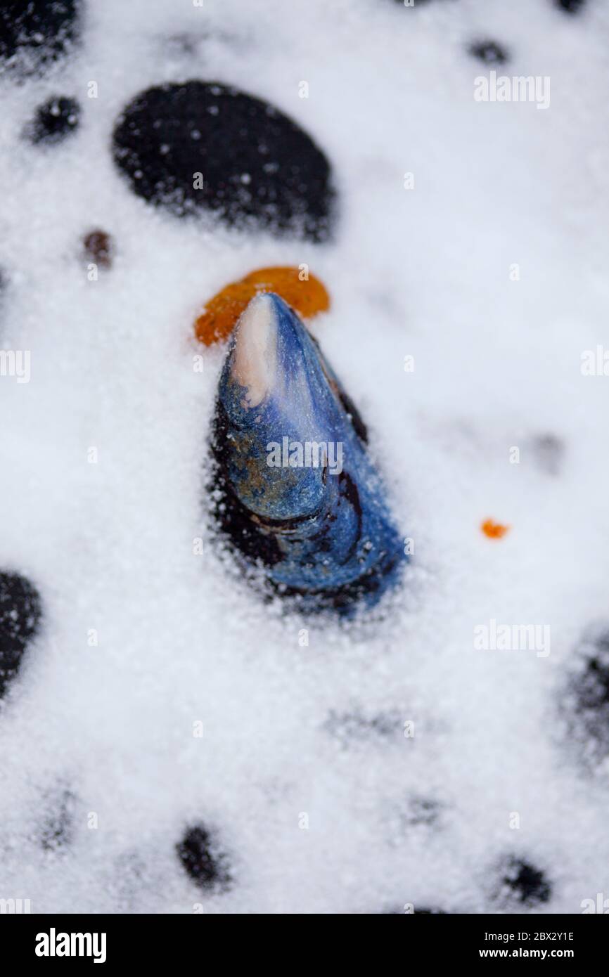 Iceland, Vik, blue mussel shells on Reynisfjara beach in winter Stock ...