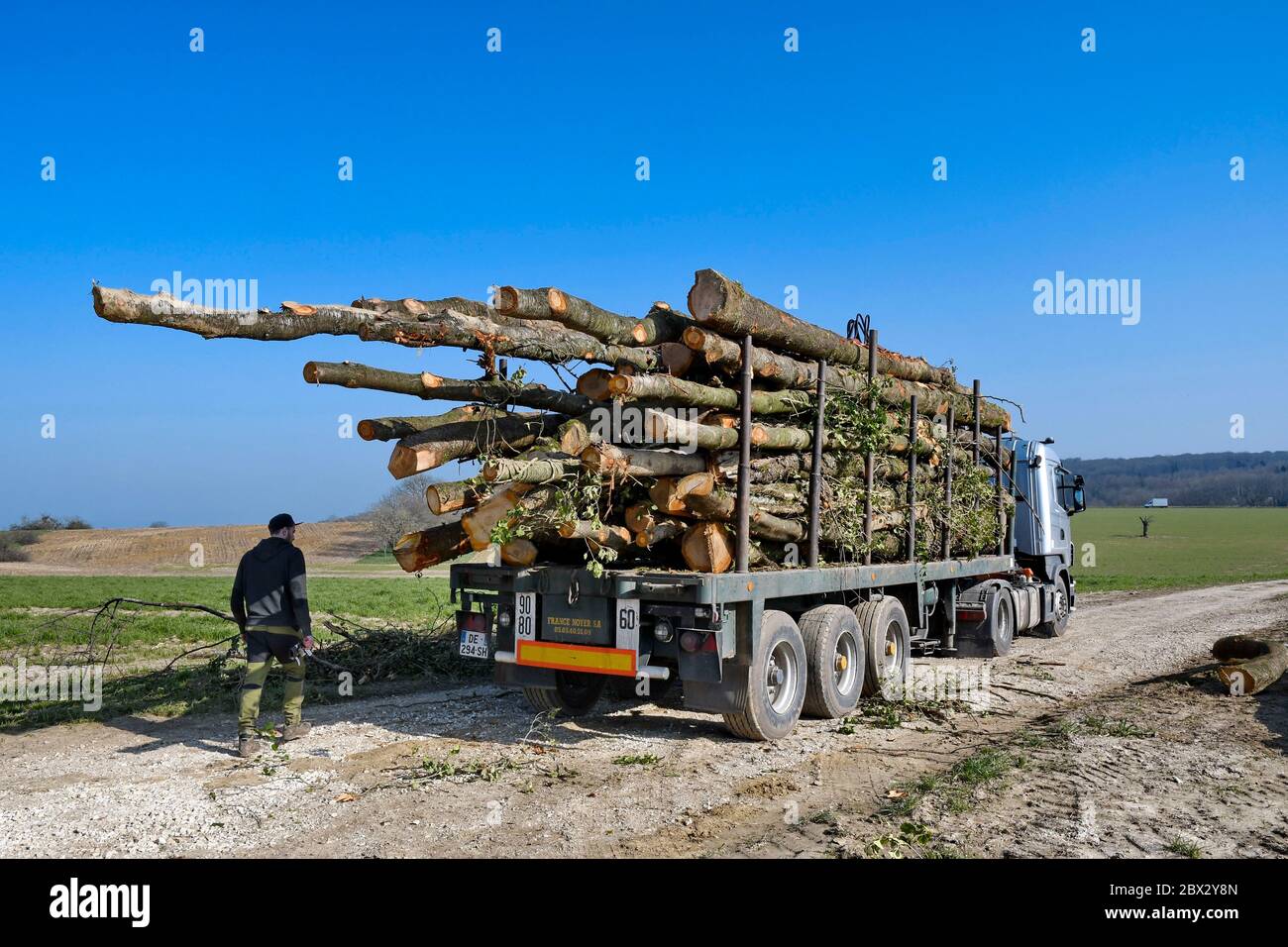 Loading tree trunks hi-res stock photography and images - Alamy