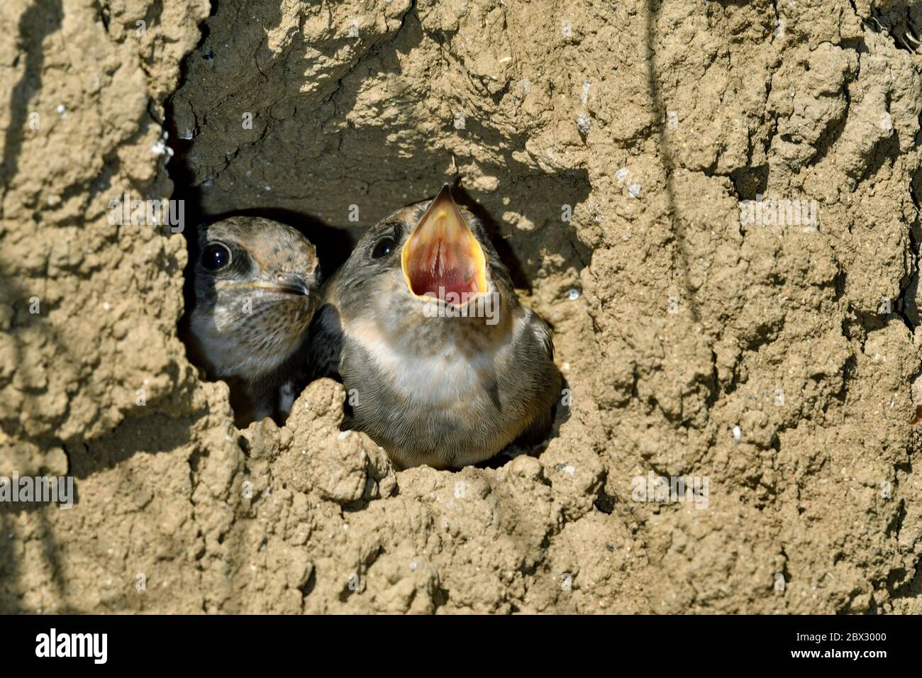 Riparia riparia chicks hi-res stock photography and images - Alamy