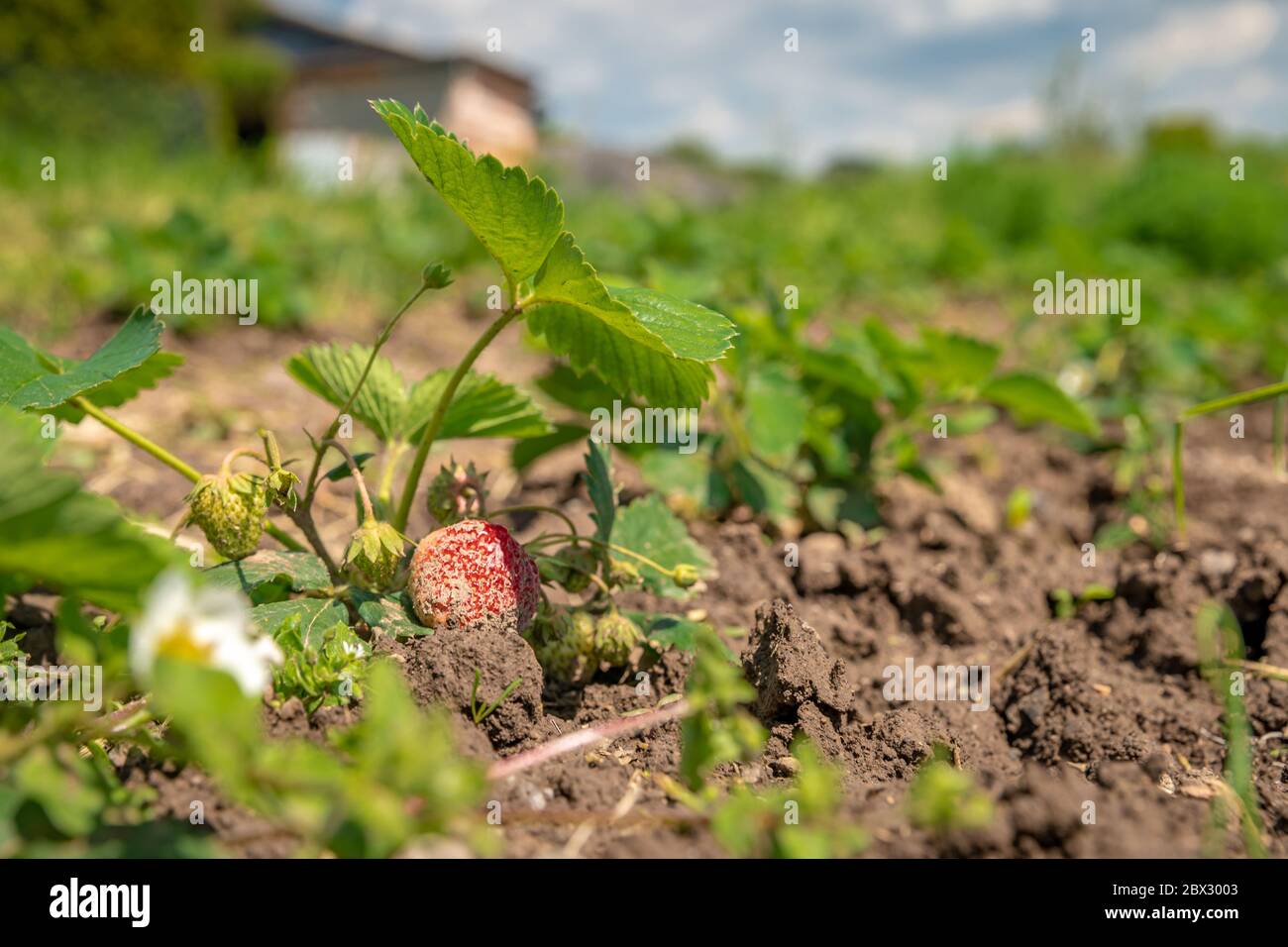 growing strawberries without chemistry on an organic farm Stock Photo ...