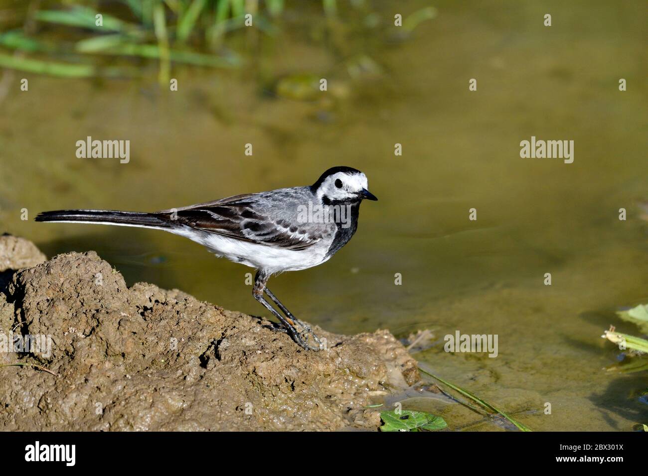 France, Doubs, bird, Gray wagtail (Motacilla alba), adult at the edge ...