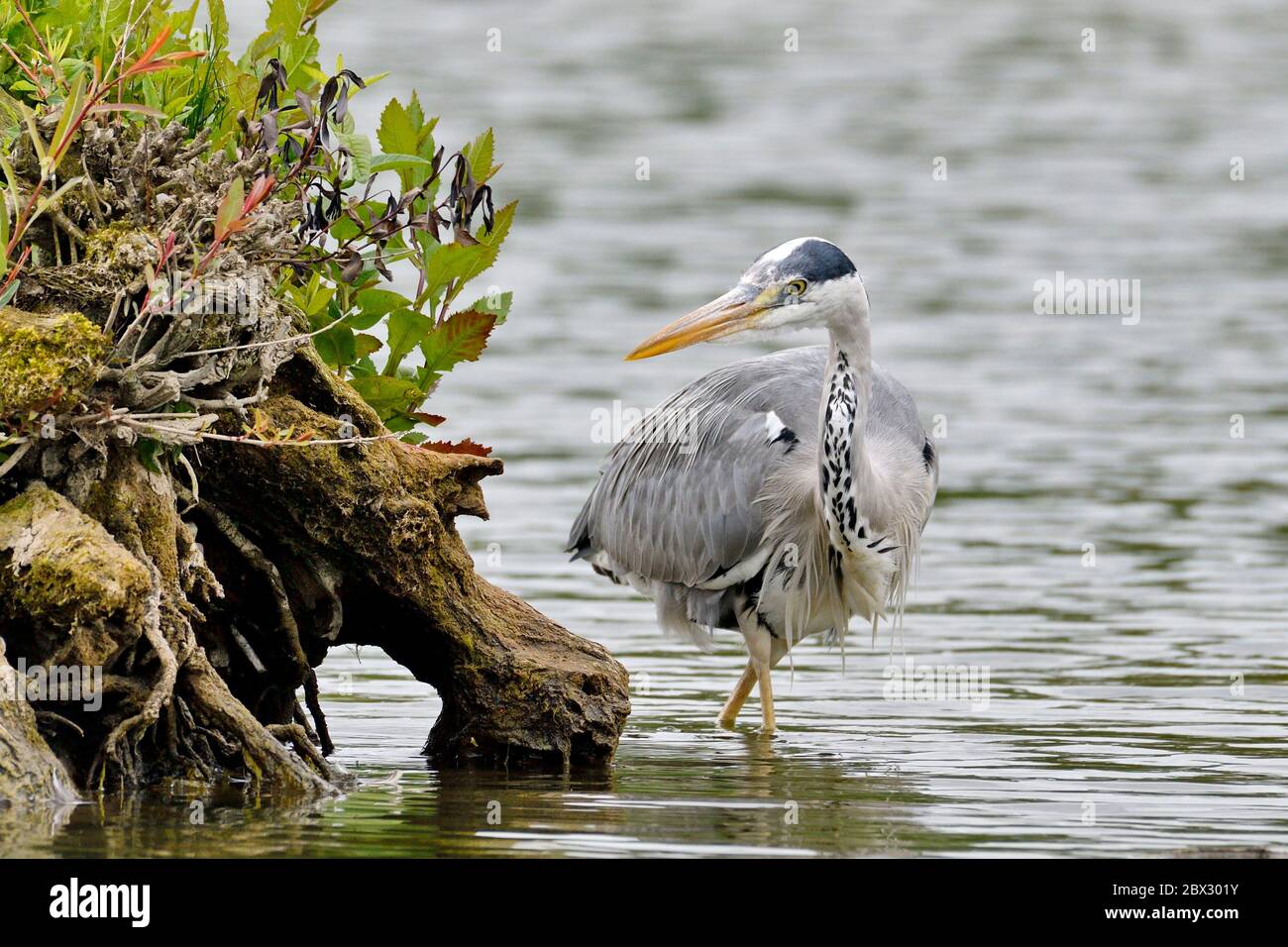 France, Doubs, Brognard, Allan Natural Area, Gray Heron (Ardea cinerea ...