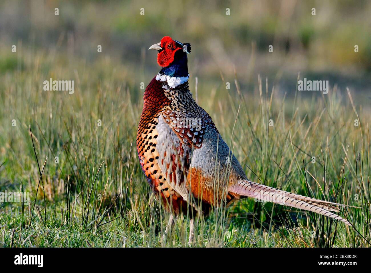 France, Somme, Ring-necked Pheasant (Phasianus colchicus) rooster in ...