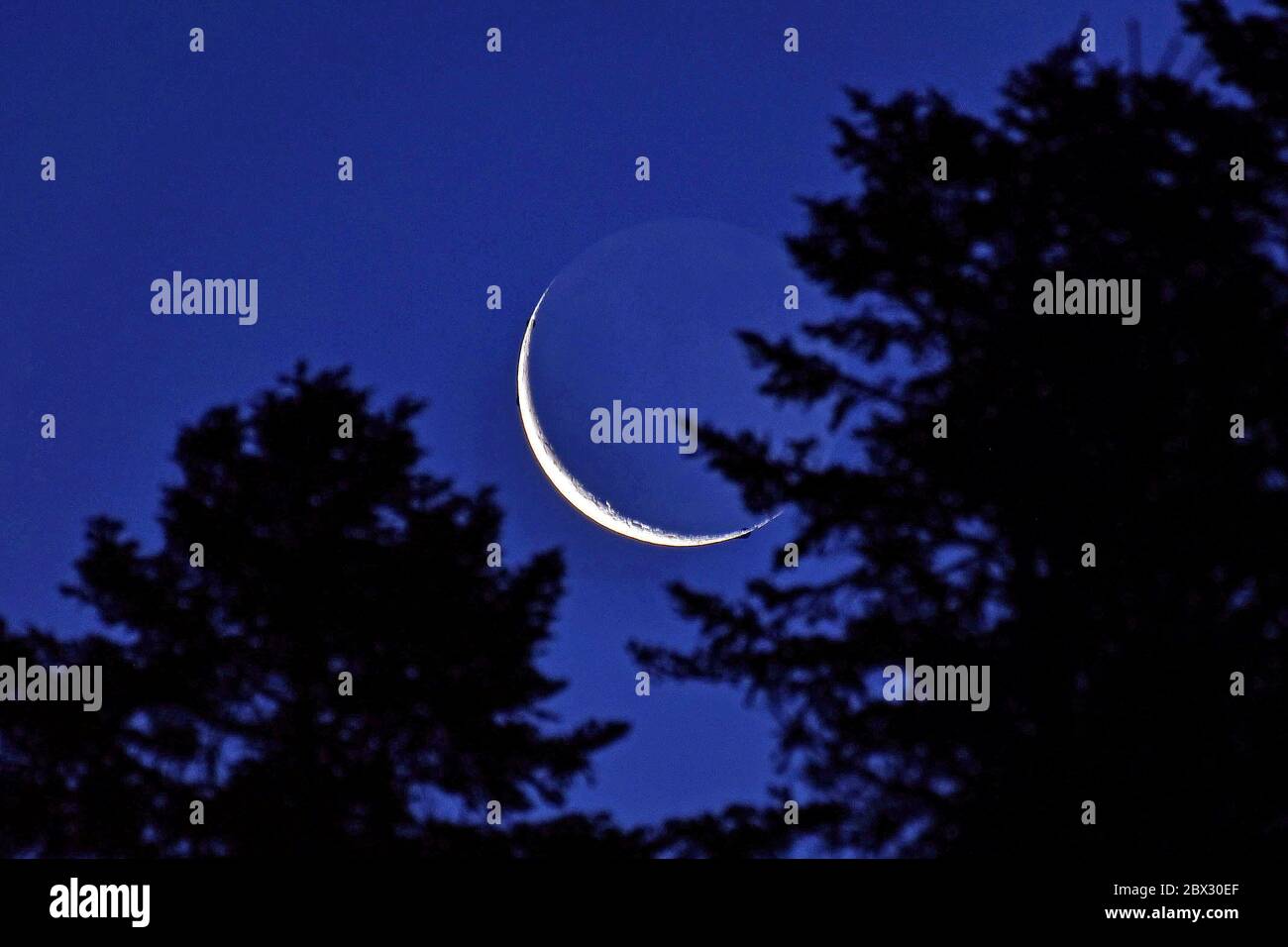 Moon through the trees hi-res stock photography and images - Alamy