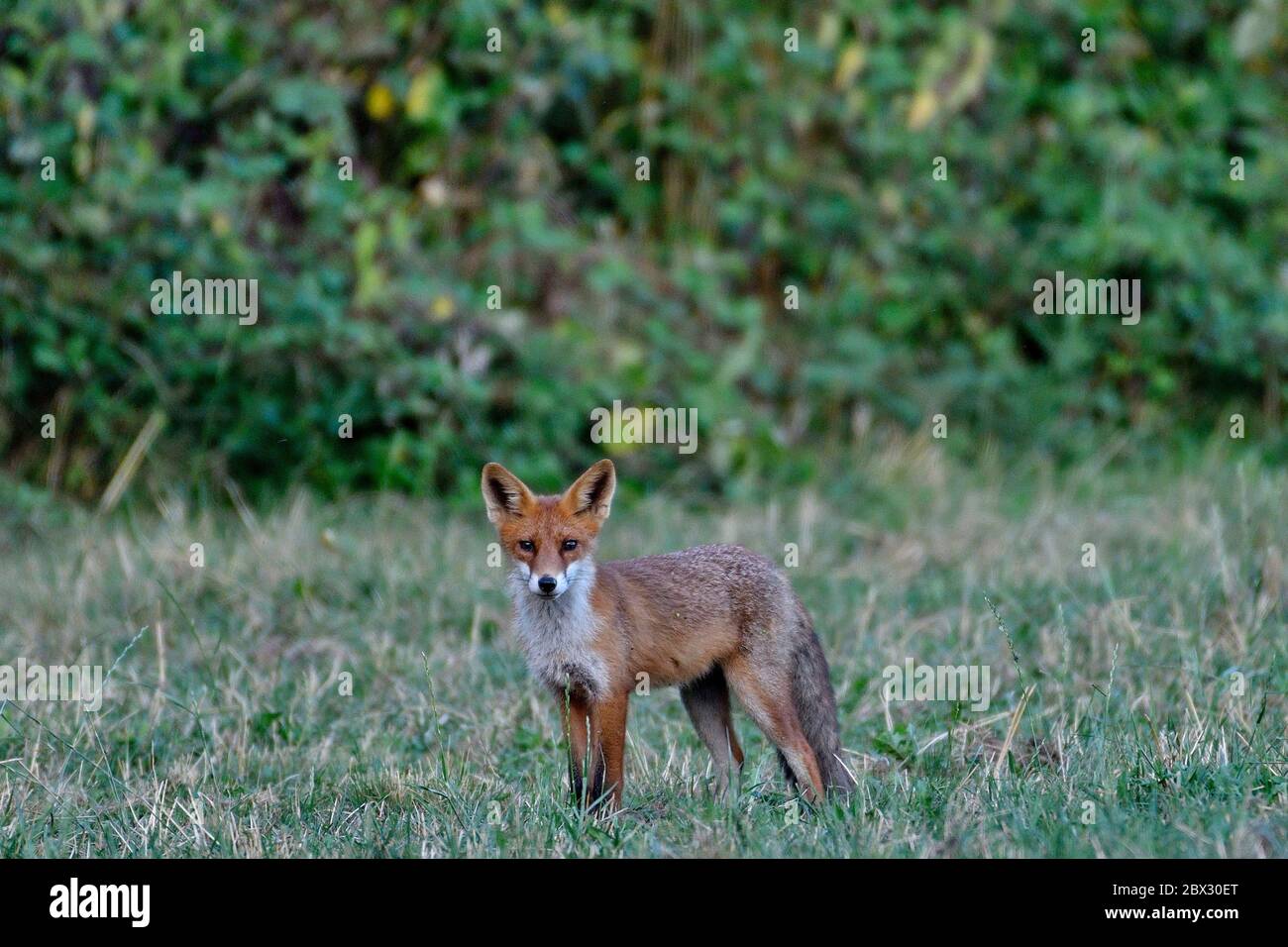 France, Doubs, fox (Vulpes vulpes), foxhunting hunting in a meadow ...
