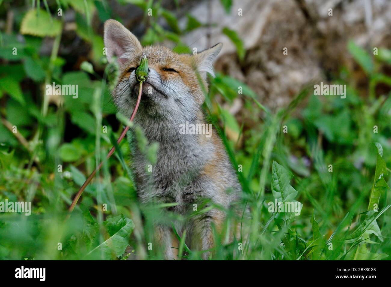 Smelling fox hi-res stock photography and images - Alamy
