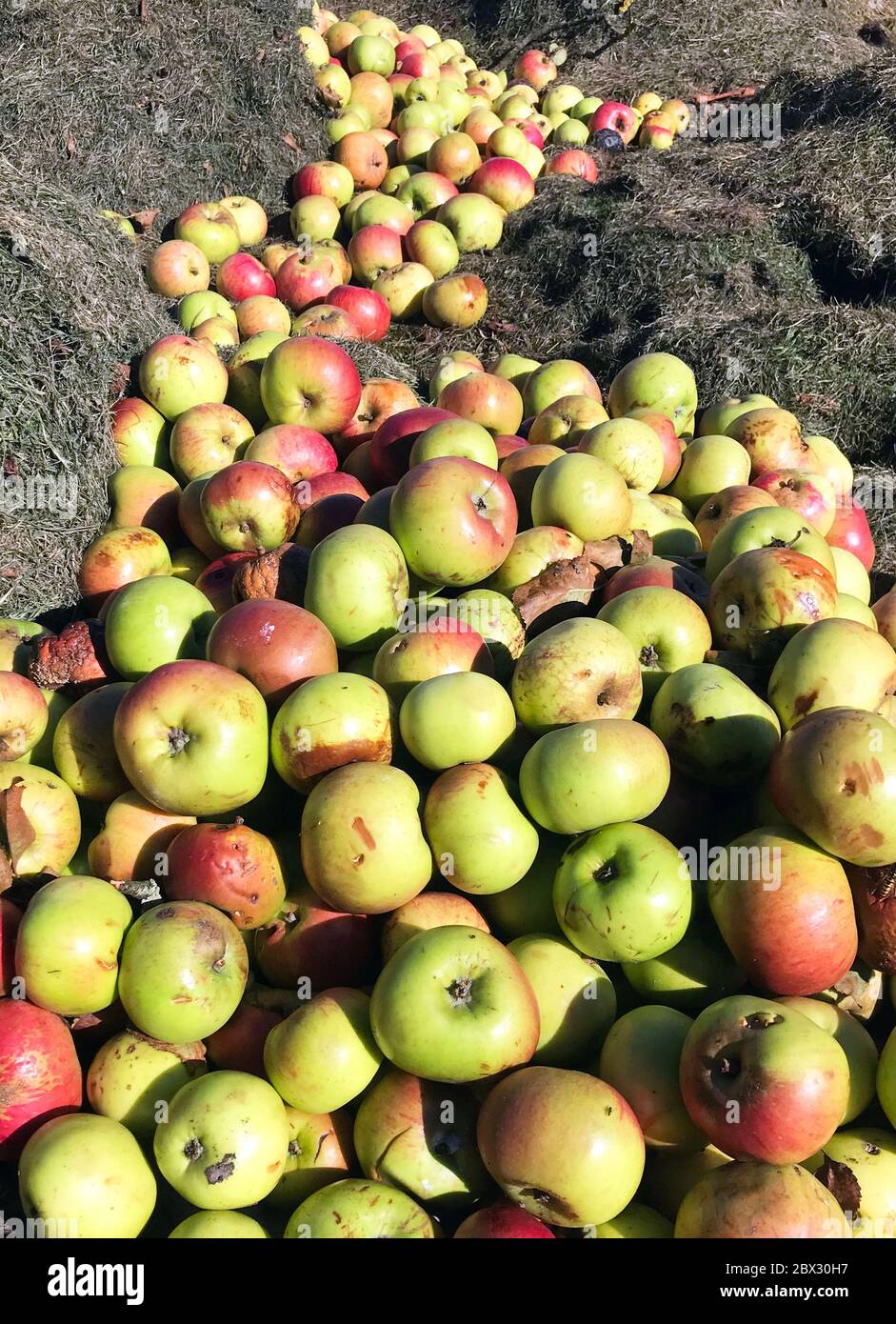 Fallen farm apples on ground rotting next to silage Stock Photo - Alamy
