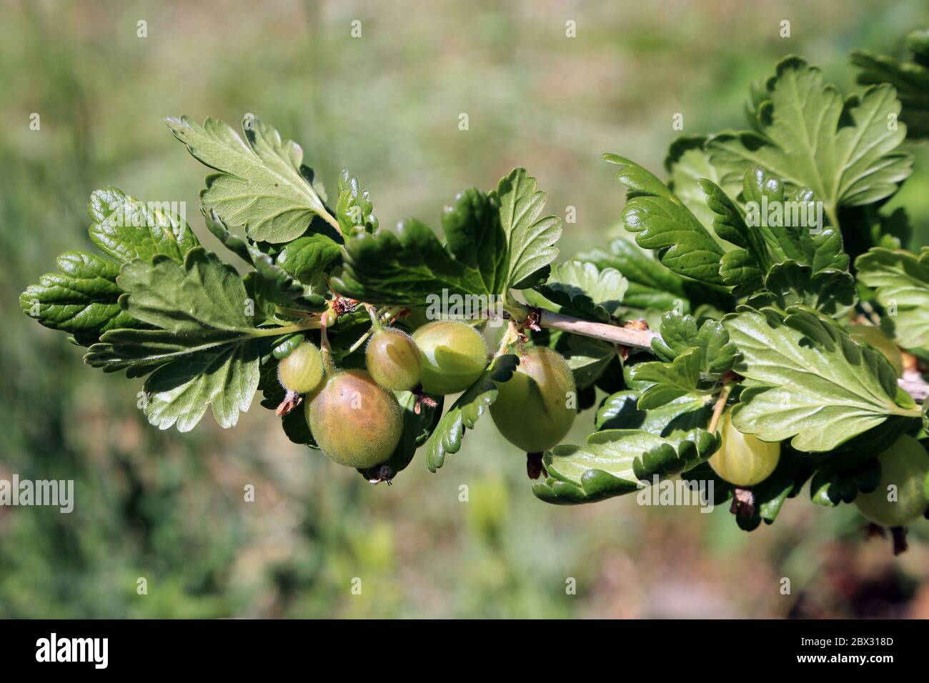 Gooseberries on gooseberry bush in a garden in Kent, England Stock ...