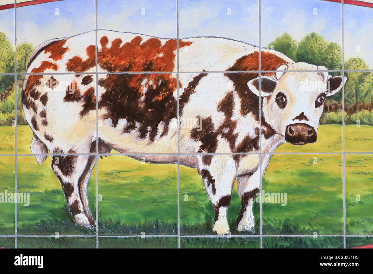 Norman cow hi-res stock photography and images - Alamy