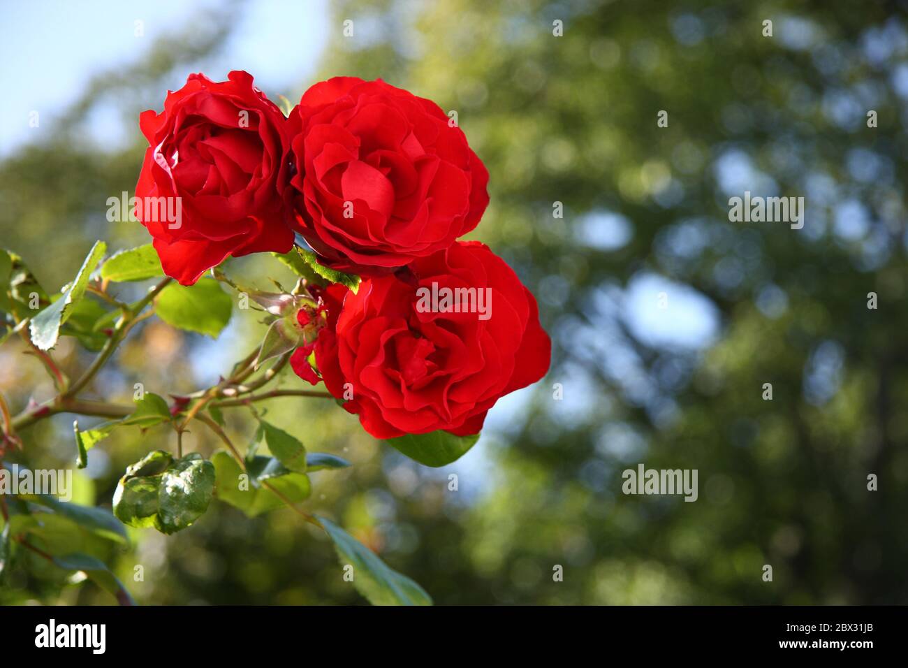 Three Red Roses Close up - Isabel Renaissance Roses has beautiful full ...