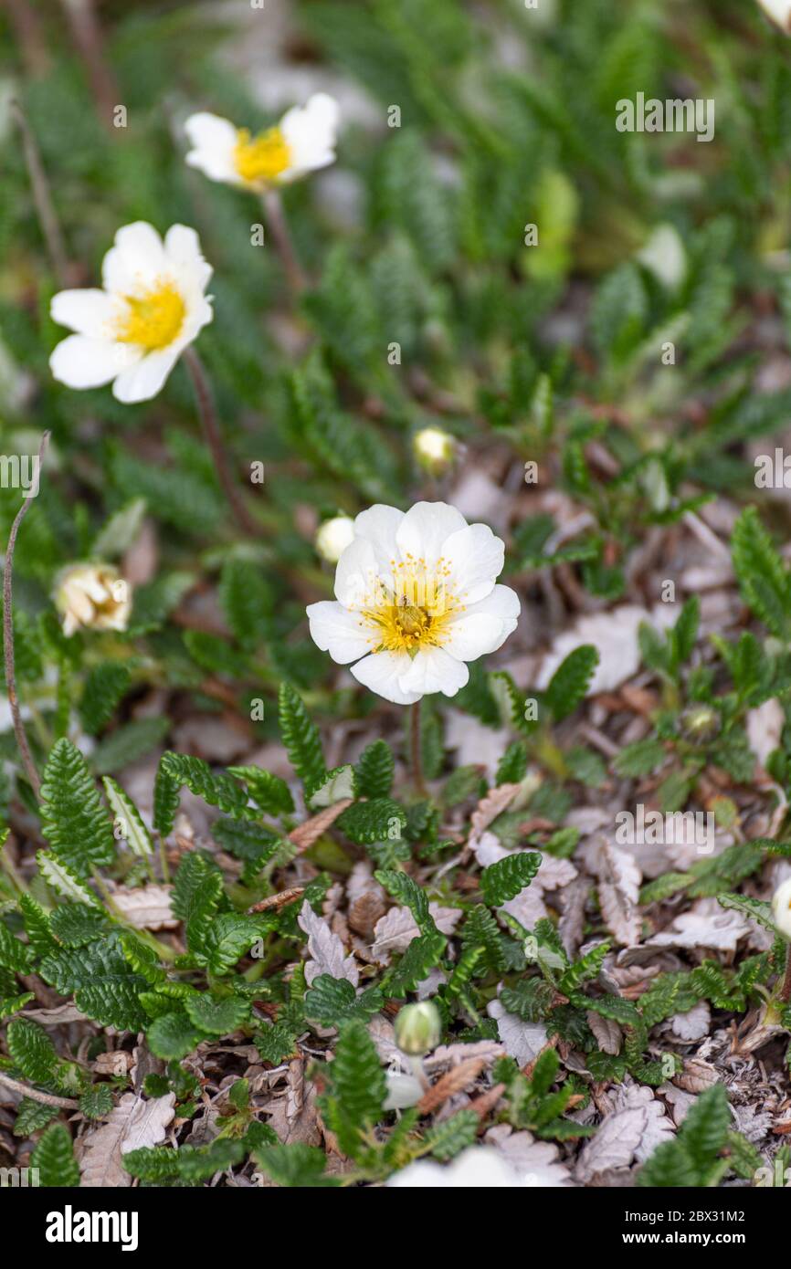Mountain avens (Dryas octopetala) also known as eightpetal mountain ...