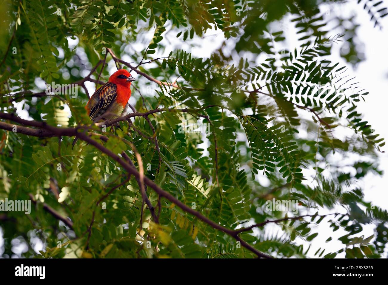Reunion fody hi-res stock photography and images - Alamy