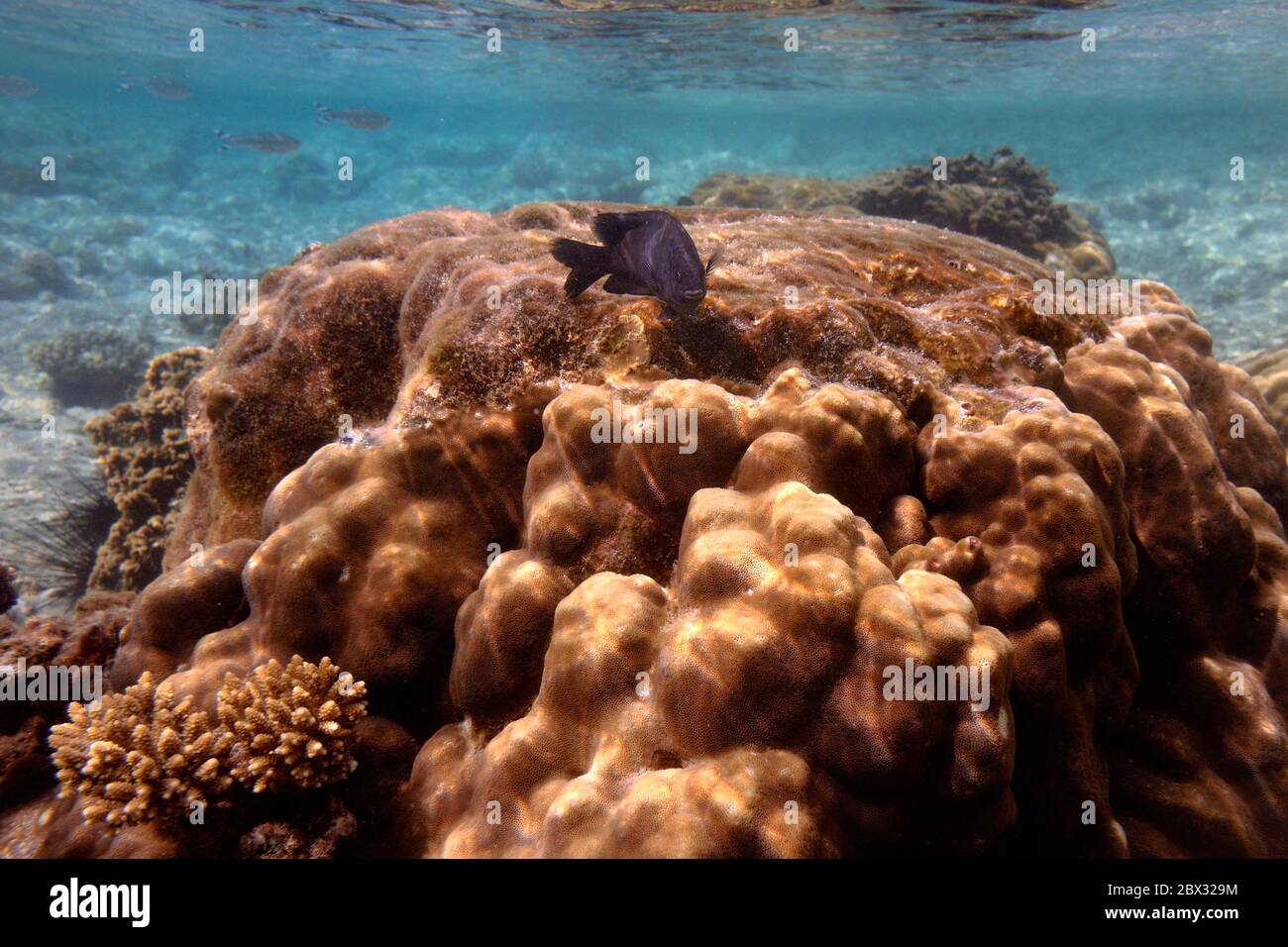 Paul reef hi-res stock photography and images - Alamy
