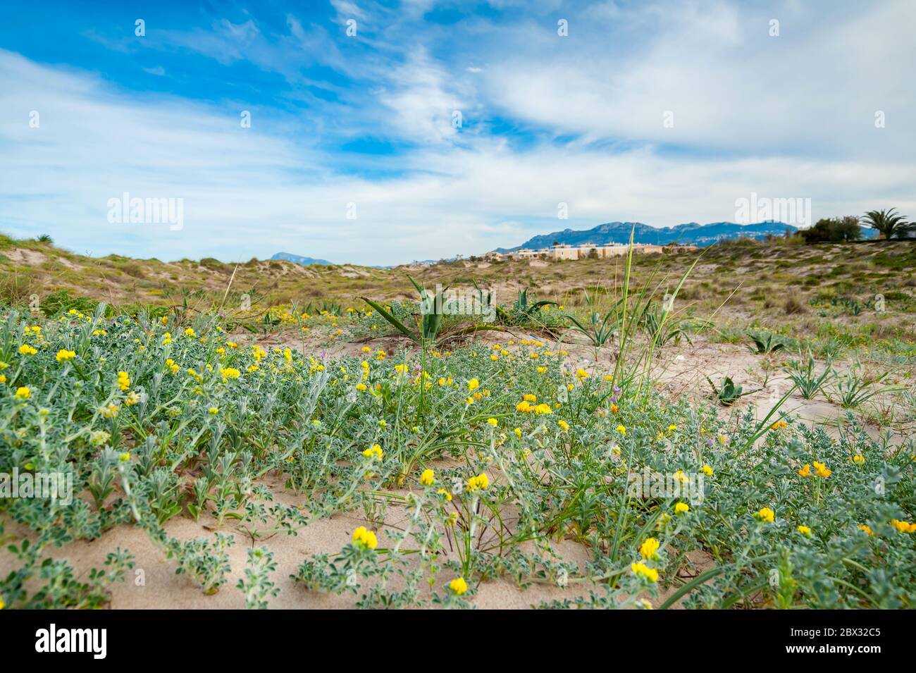 Wildflowers growing on coastal sand dunes. Yellow wild Leguminous ...