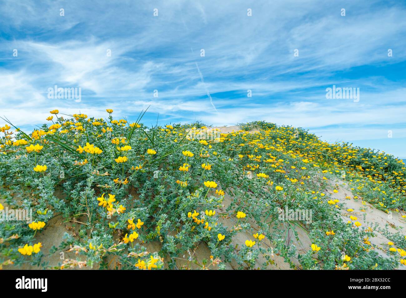 Wildflowers growing on coastal sand dunes. Yellow wild Leguminous ...